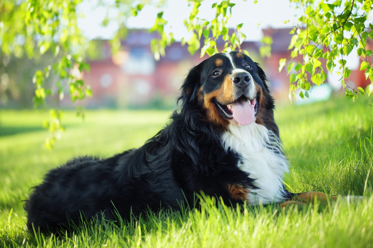 7 calm dog breeds for laid-back owners who want a little less hard work