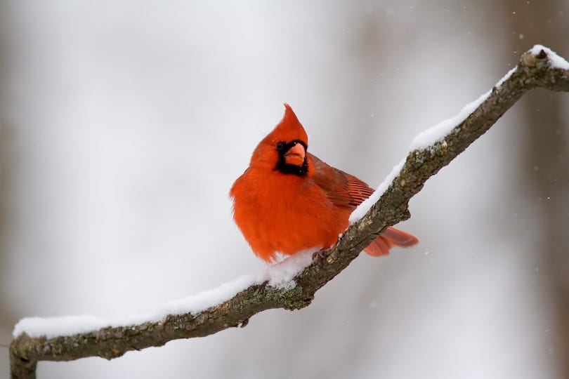 Calhoun County weather forecast Thursday calls for morning flurries
