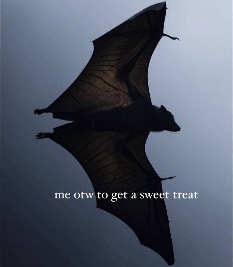 Spooky Season Has Never Been This Cute: 20 Blissful Bat Memes