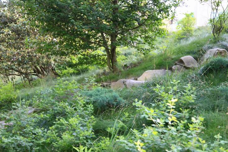 Ask the Experts: How to Landscape a Steep Slope (Without Terracing)