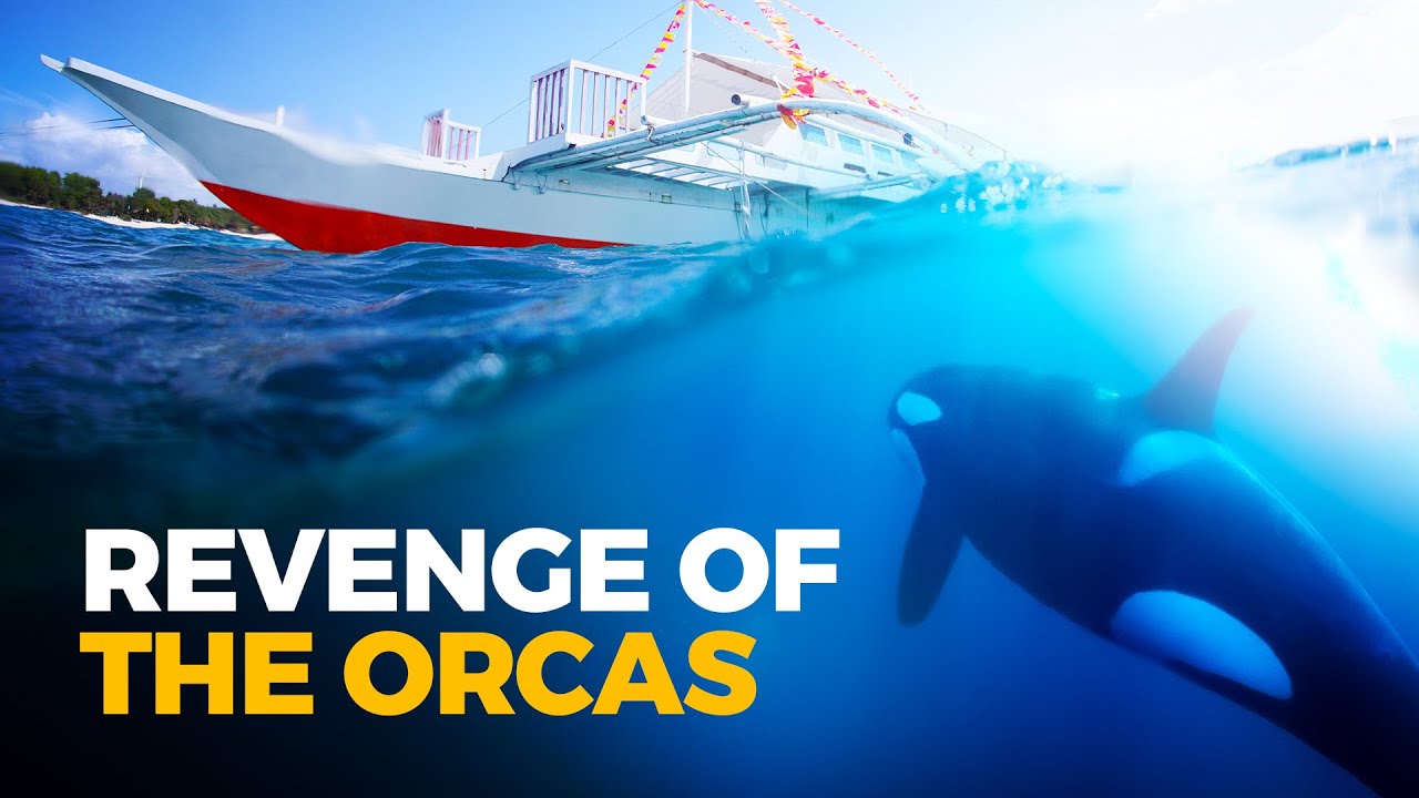 Why orcas around the world are attacking and sinking boats