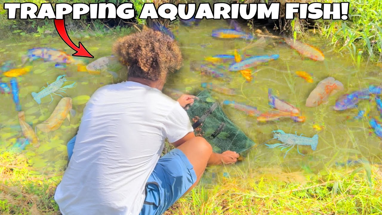 Trapping Loads of Fish for My Aquarium