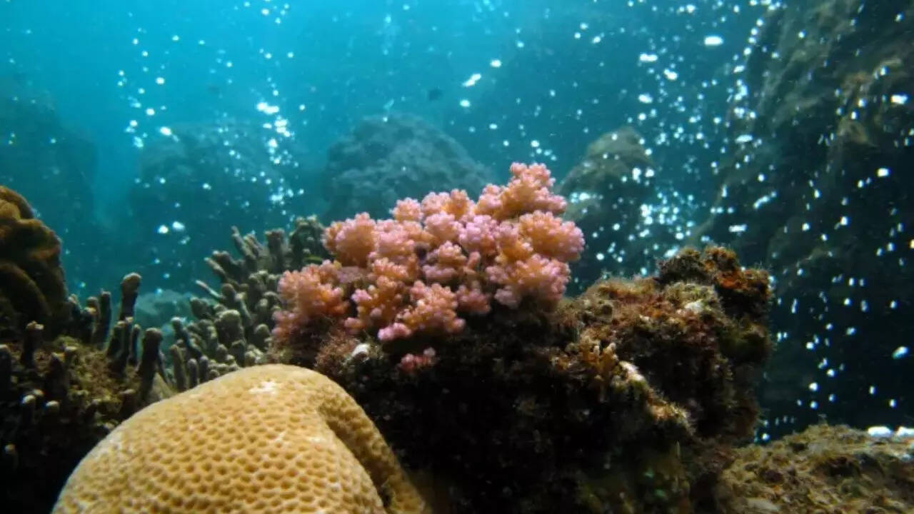 Earth’s ocean acidification crisis: Rising CO₂ levels push planetary ...