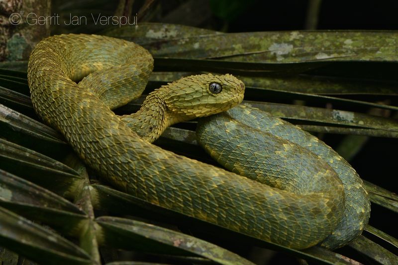 Snakes We Don’t Have Antivenom For If You Get Bitten