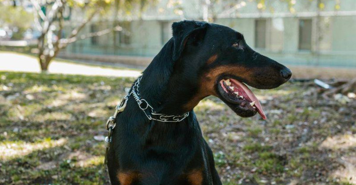 26 Large Dog Breeds That Excel in Training and Obedience
