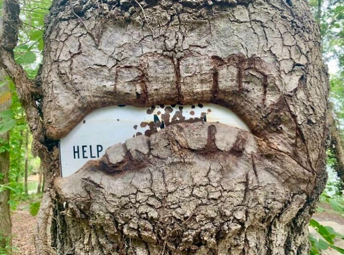 40 Times People Saw Trees ‘Devouring’ Random Objects And Just Had To ...