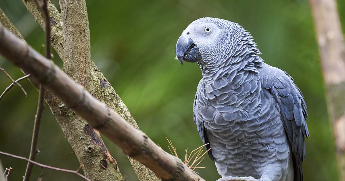 Missing Parrot Returns Home After Years Away, Surprises Owners By ...