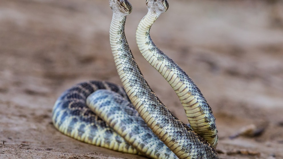 Rattlesnake Livestream – Wildlife Camera Changes Image of Unpopular Animals