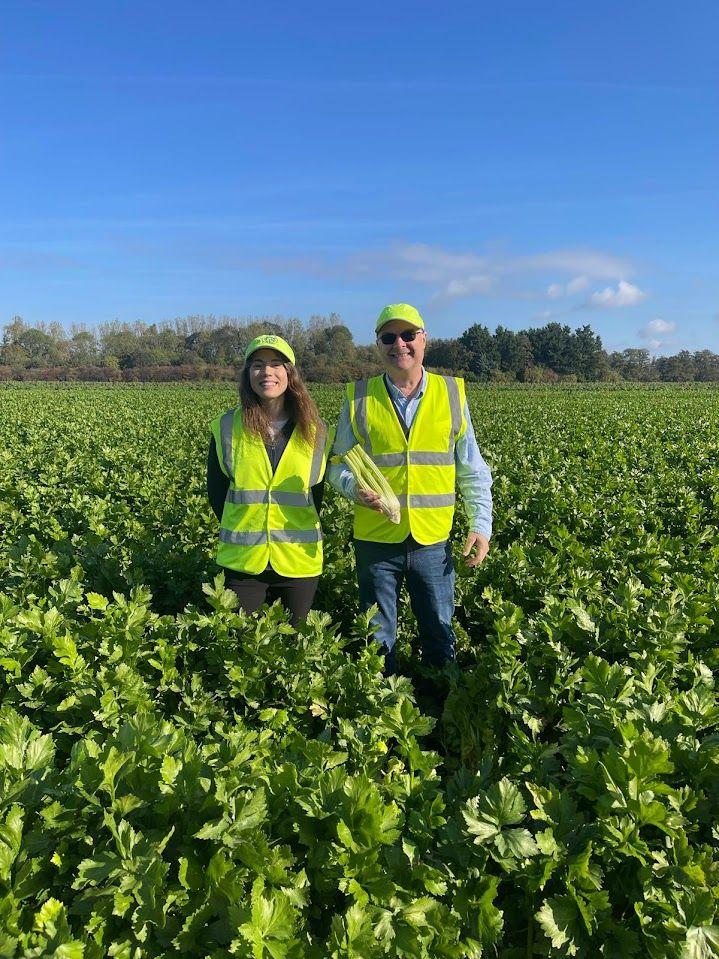 Tesco welcomes Fenland Celery: A uniquely British heritage crop now in ...