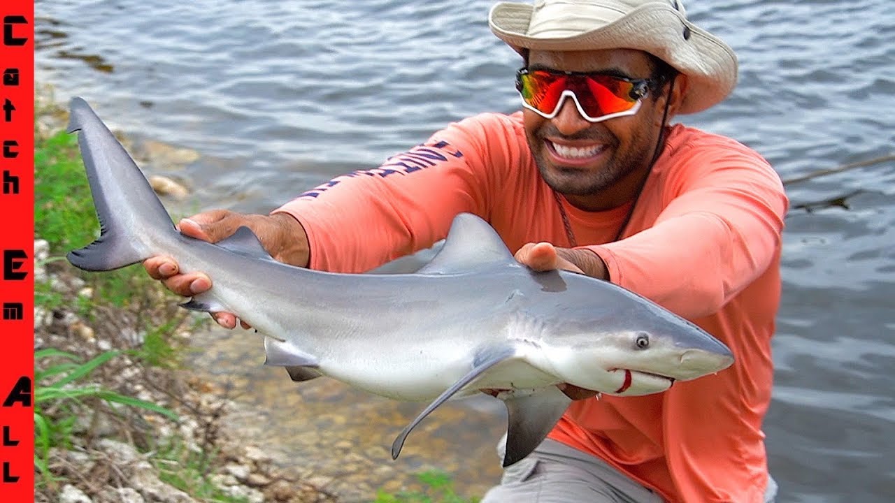 Bull shark caught in freshwater canal!