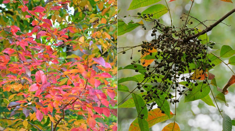 What Type Of Tree Is Dropping All Those Seeds In Your Yard