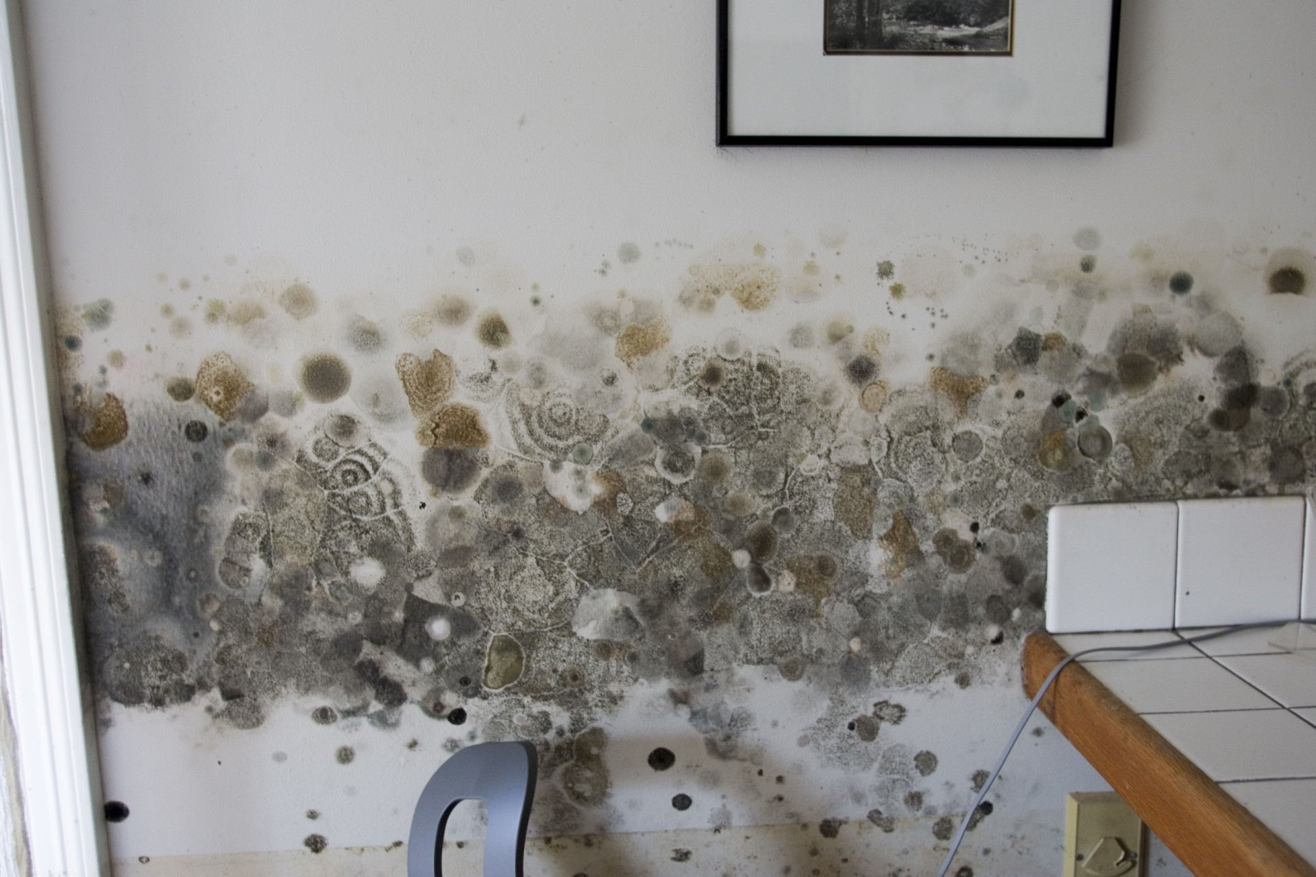 What you need to know about the different types of toxic mold