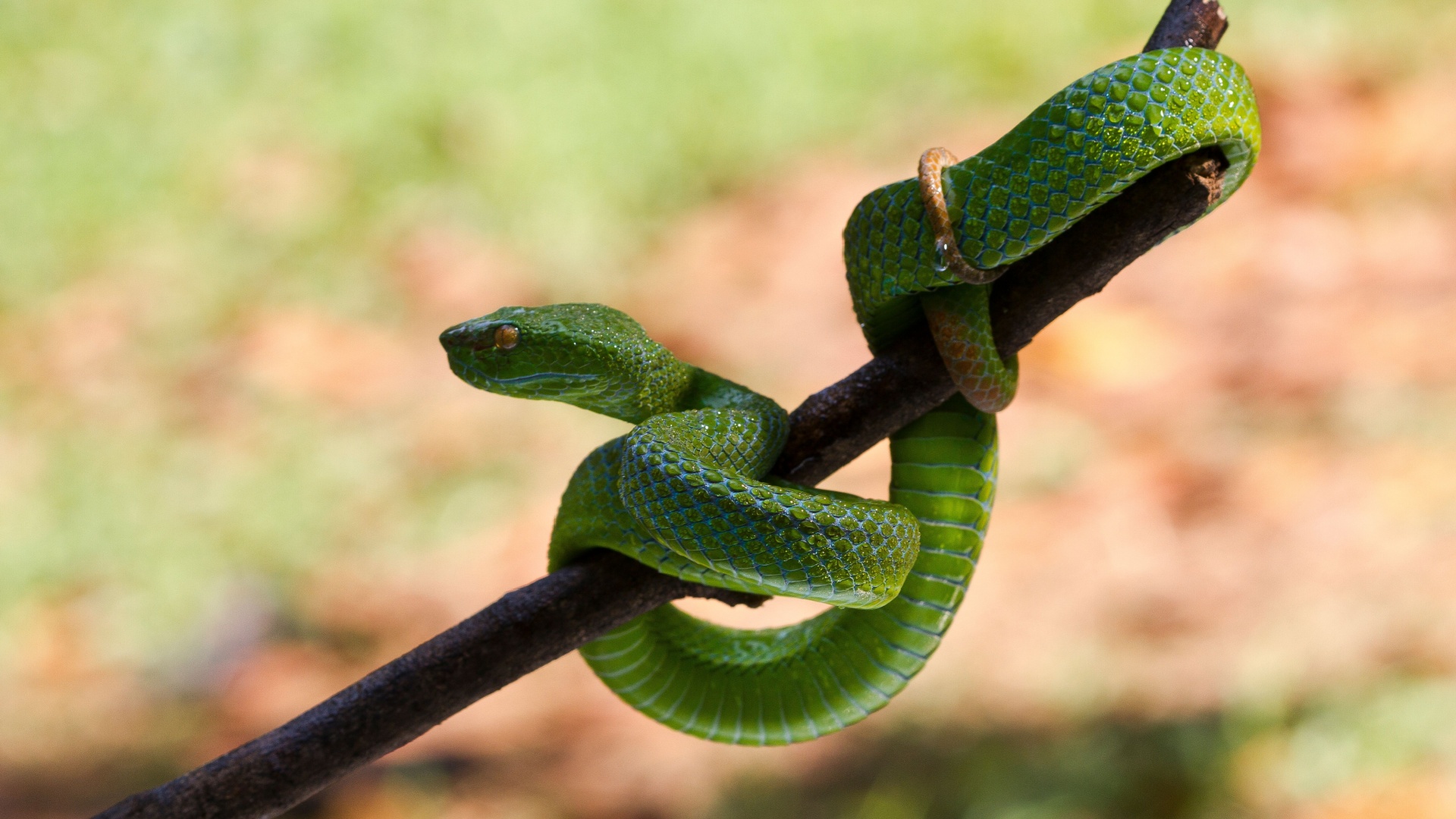 Snakes We Don’t Have Antivenom For If You Get Bitten