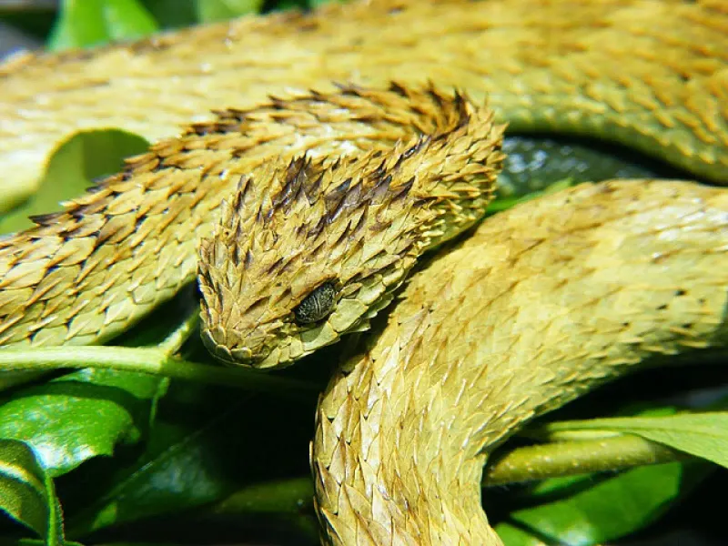 Snakes We Don’t Have Antivenom For If You Get Bitten