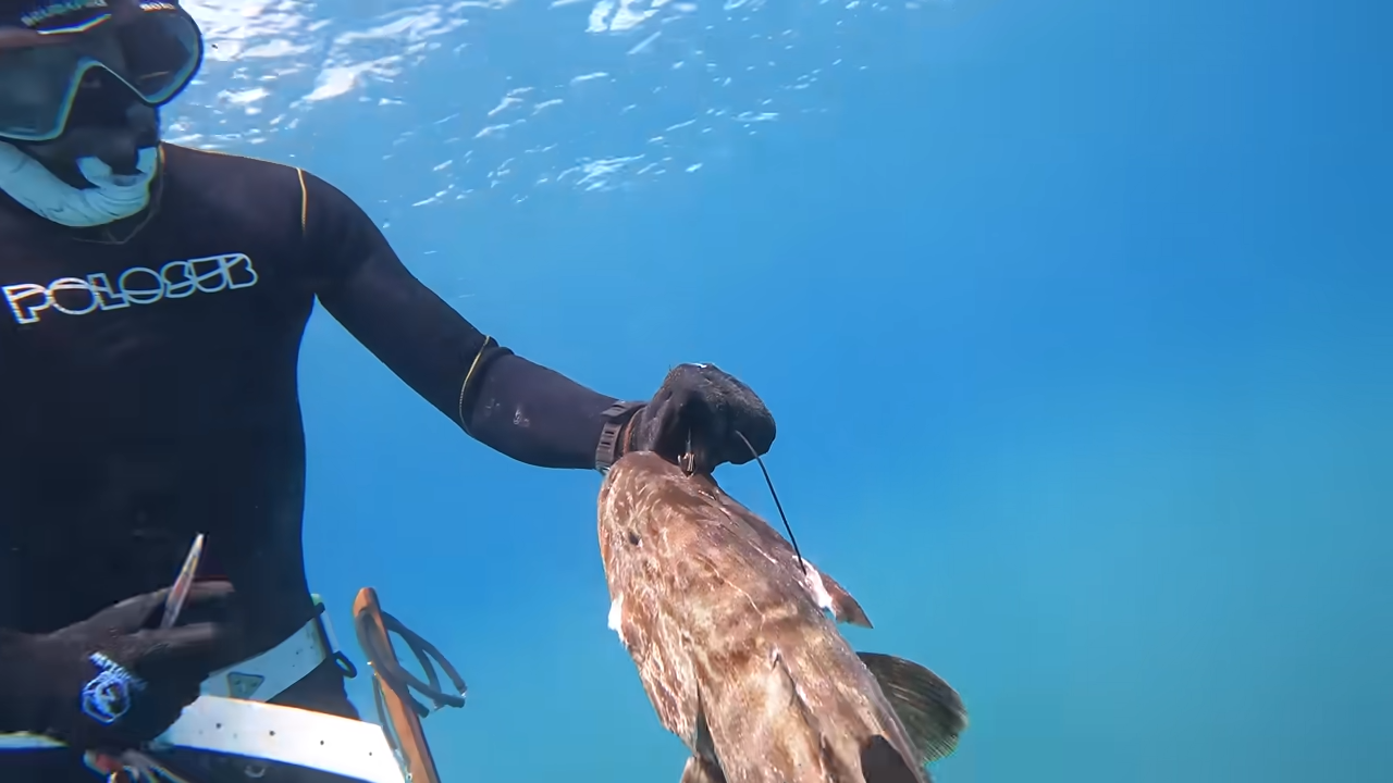 This fish snapped my spear in half while spearfishing Key West