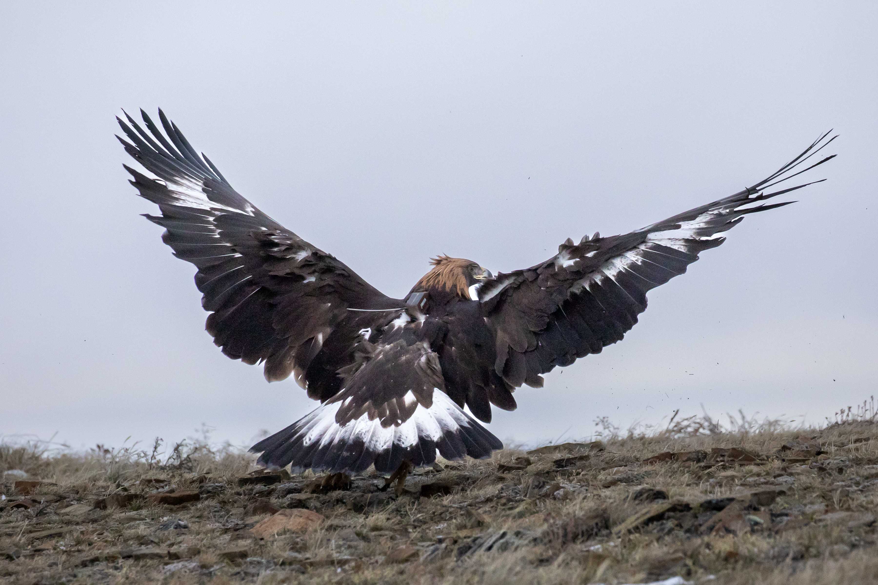 Citizen Potawatomi Nation aviary leads historic golden eagles release