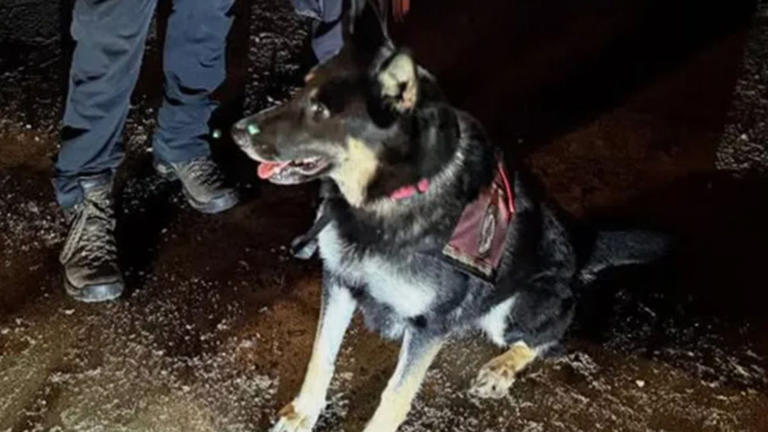 Two-year-old child gets lost in the woods and an extraordinary ...