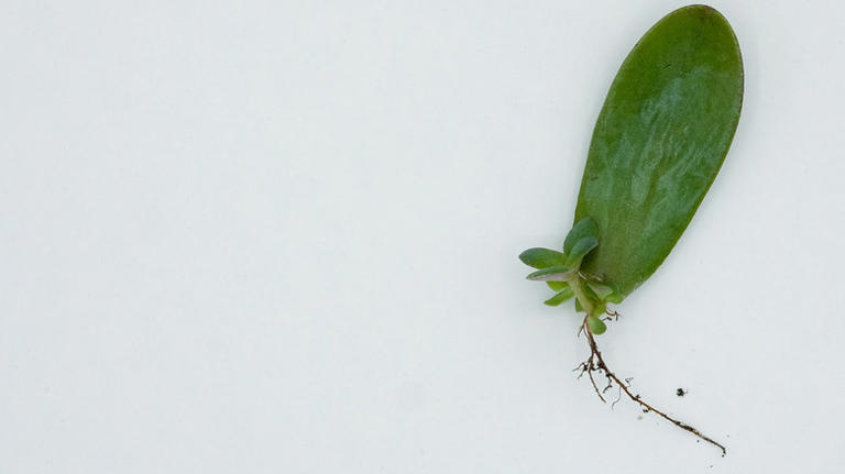 Propagating Jade Plants Couldn't Be Easier With One Simple Gardening ...