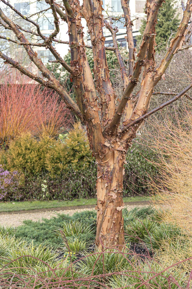 4 plants to prune in December before it’s too late