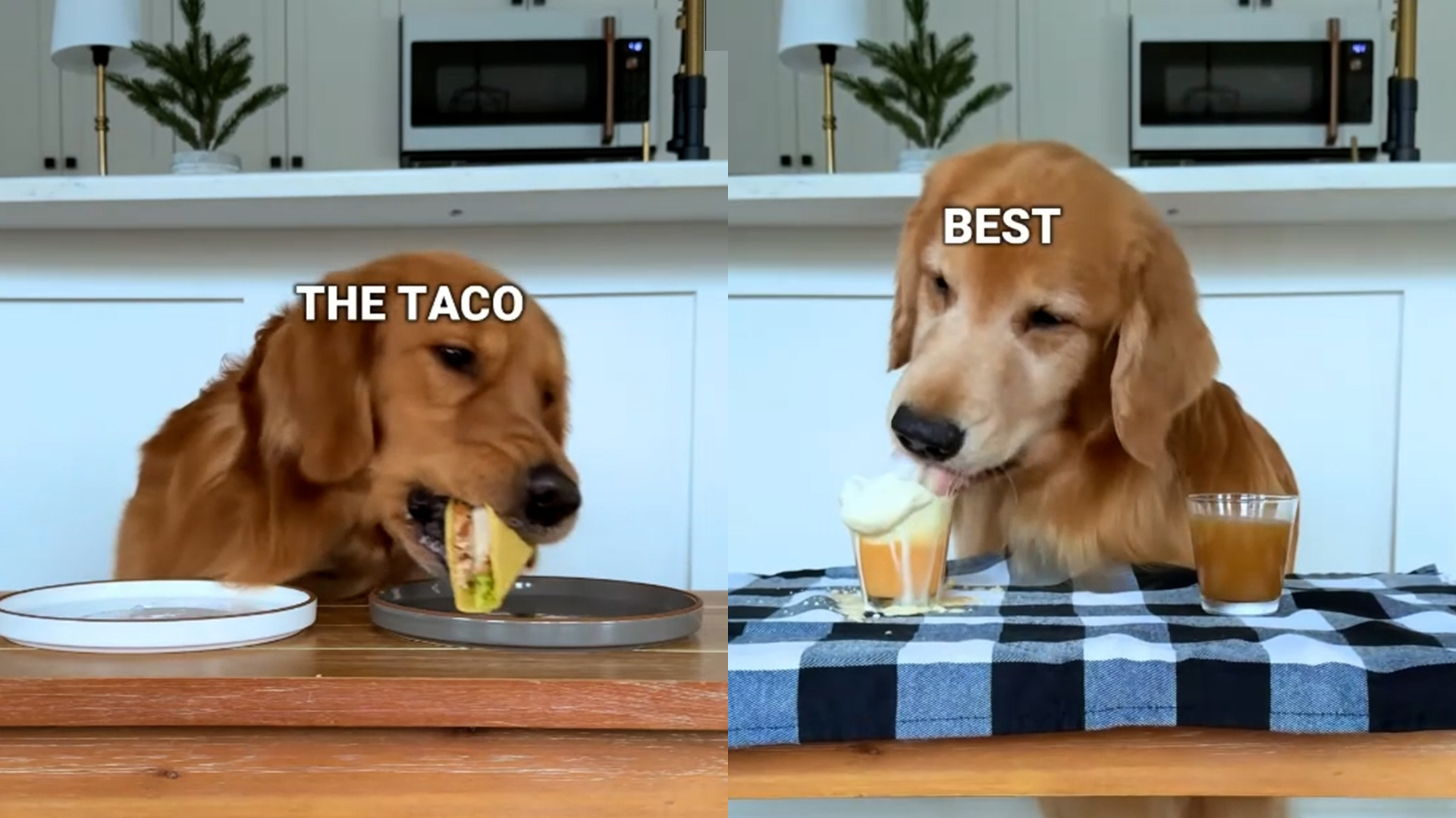 Dog Reviews Popular Human Foods