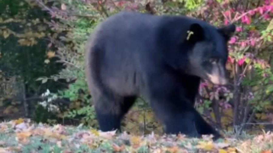 VIDEO: Black bear spotted in Westfield yard
