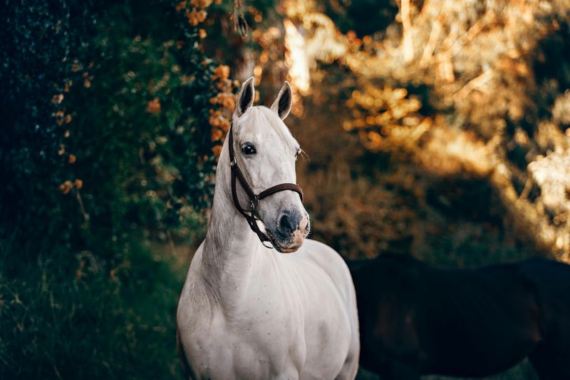 12 Animals That Changed The Course Of Human History
