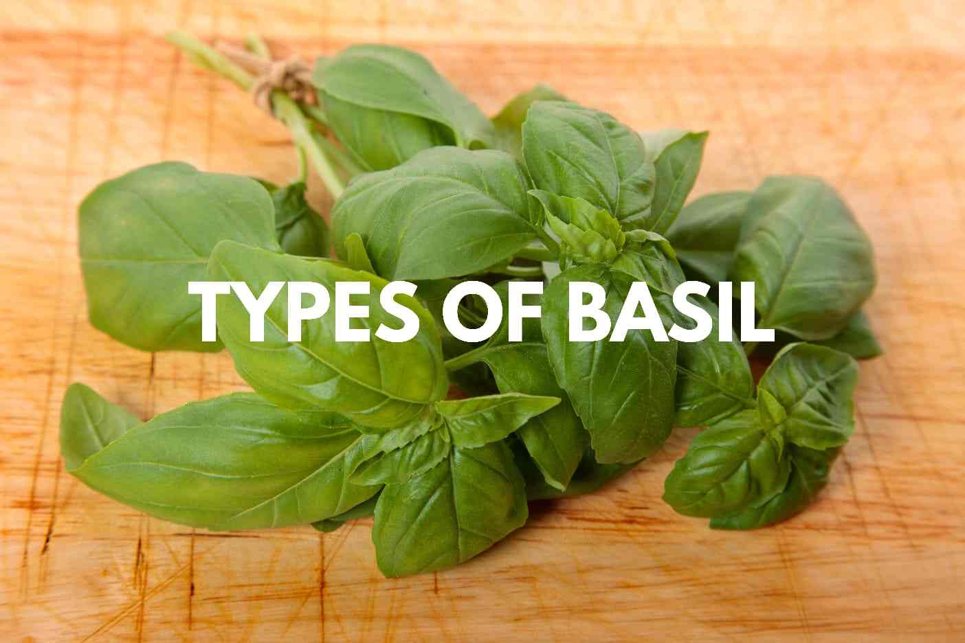 Essential Types of Basil: Explore Flavours, Varieties and Growing Tip