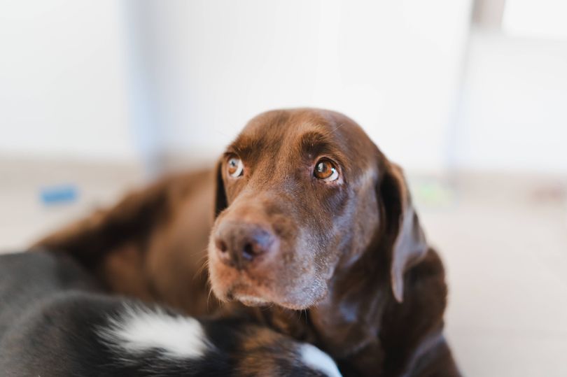 Vet warning of four signs you should never ignore from your dog