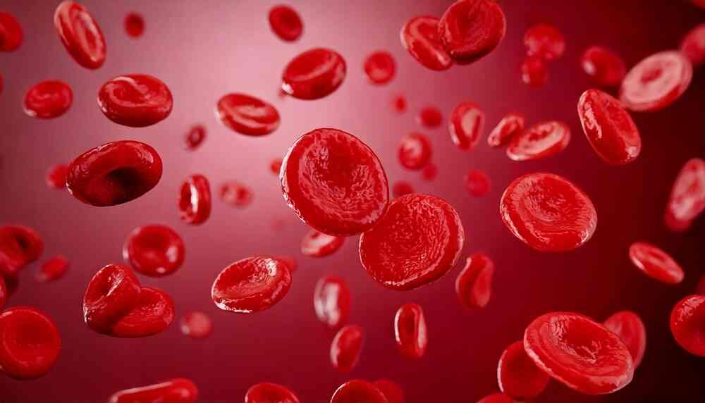 Blood Disorders: A Complete Guide to Conditions Treated by Hematologists