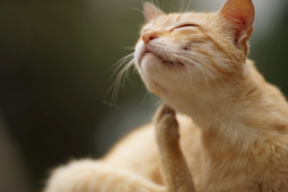Protect Pets From Fleas The Smart Way With These Tips