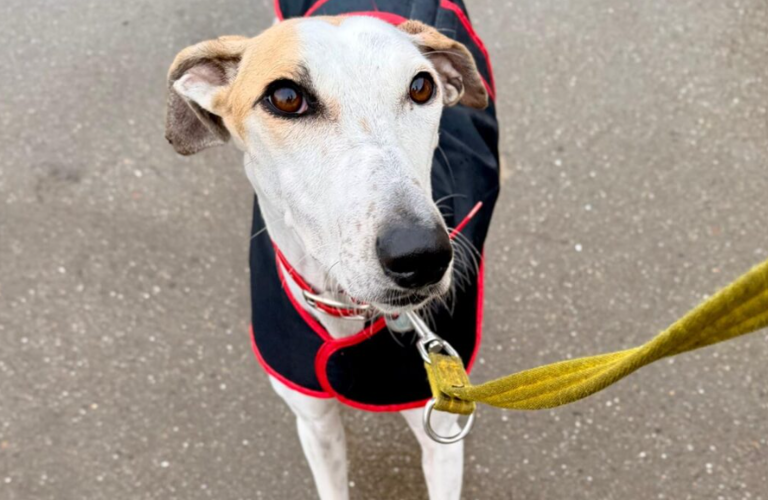 23 cute cats and dogs looking for forever homes in the North East