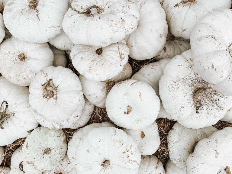 The Meaning and Symbolism Behind 13 Different Halloween Pumpkin Colors