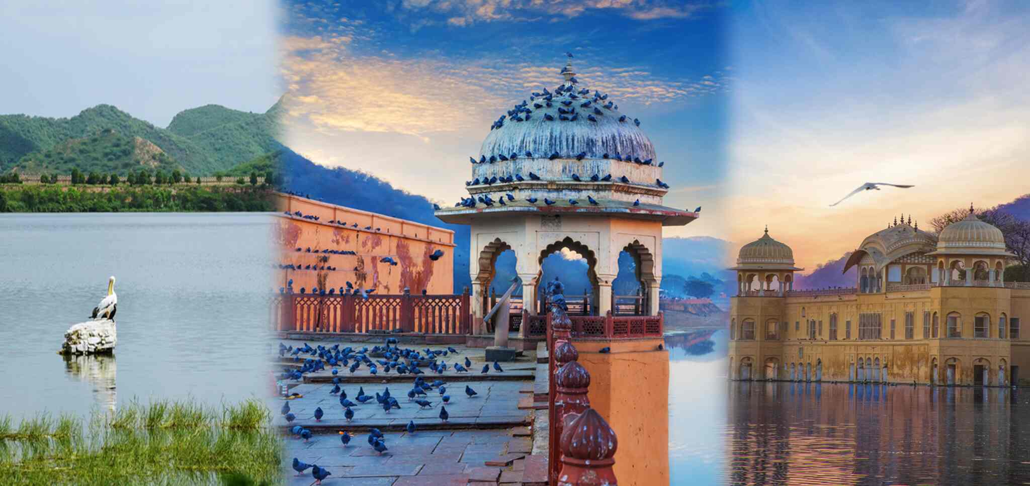 Bird Watching in Jaipur: Follow These Trails to Discover Rare Birds and ...