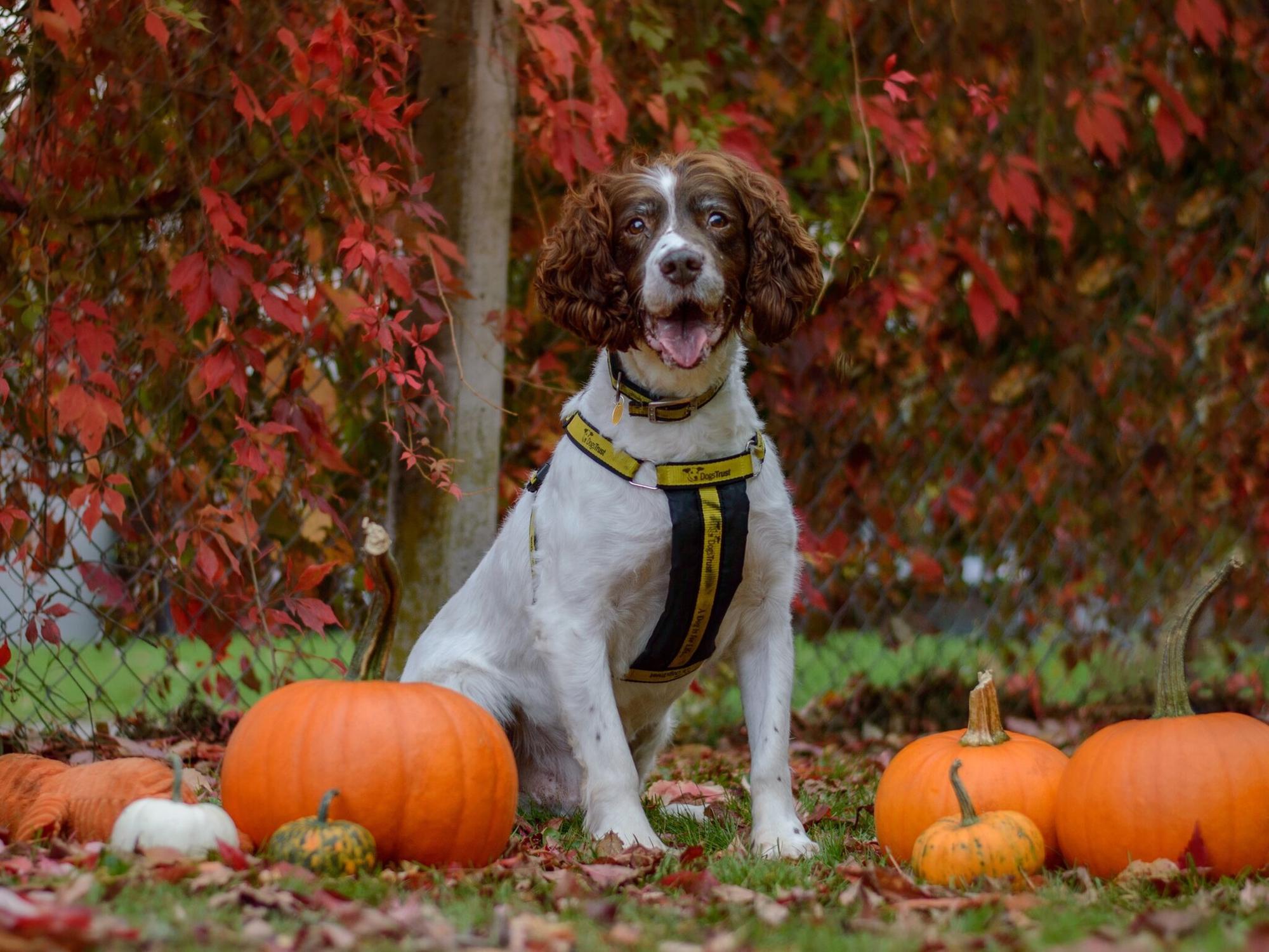 Trick or Treat? Dogs Trust Ballymena shares advice on how to keep your ...
