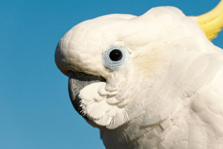 Devoted cockatoo nursing sick mom back to health is too precious