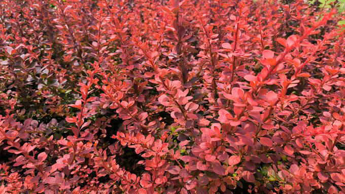 6 Invasive Berry Bushes You Should Never Grow
