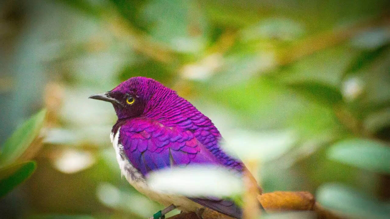 6 Rare purple animals that look straight out of a dream