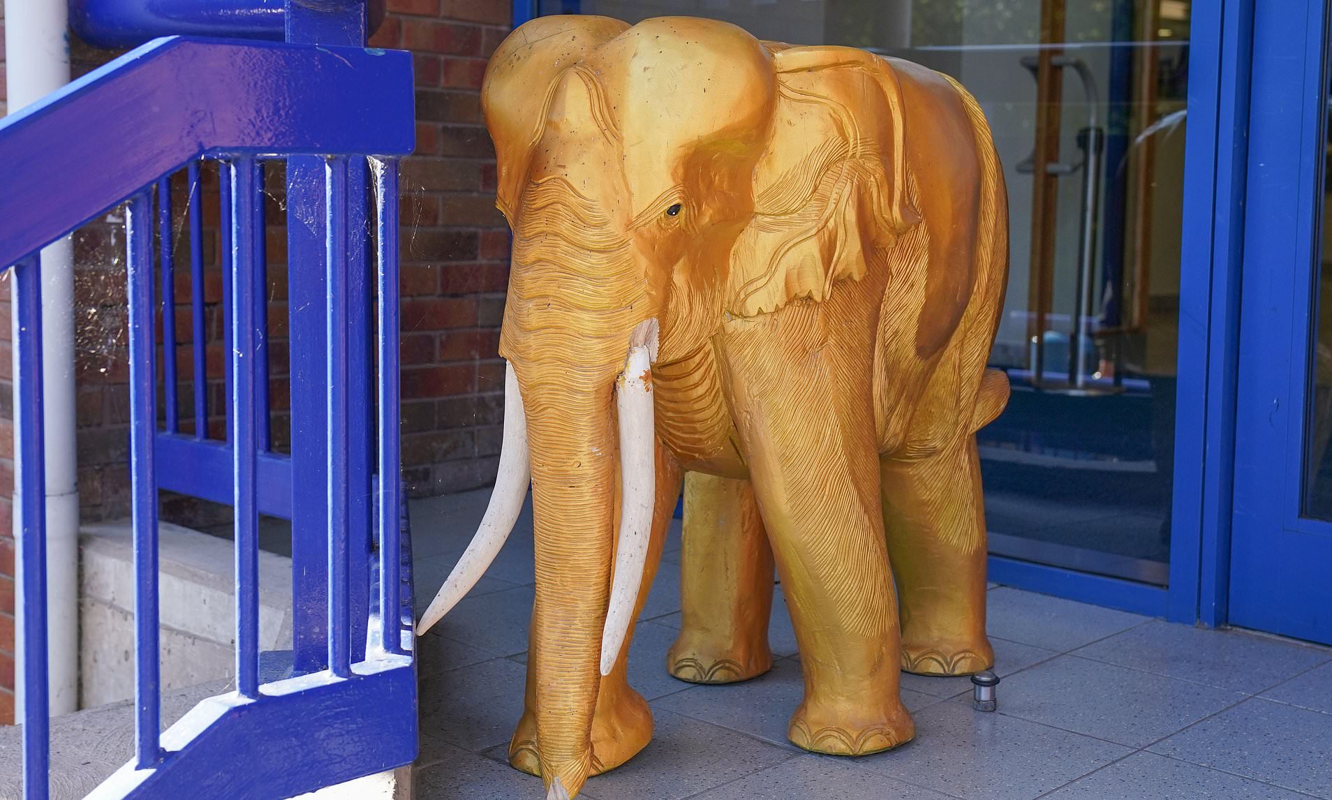 Sheffield Wednesday to auction off former chairman's golden elephant ...