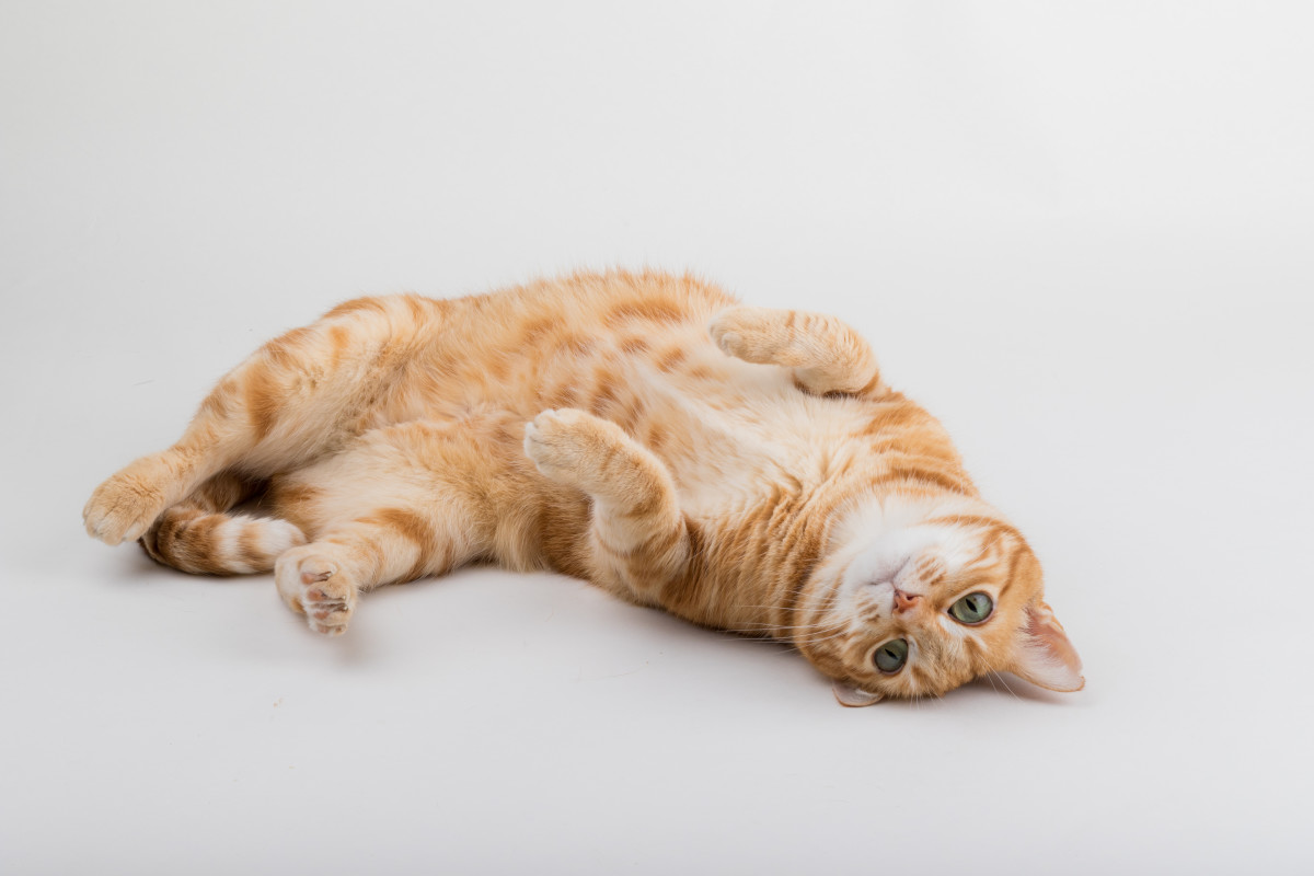 Here's How to Turn Your Pet into a Cutesy Emoji Using an iPhone Feature ...