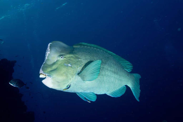 8 Weird and Wonderful Fish That Live in the Deep Sea