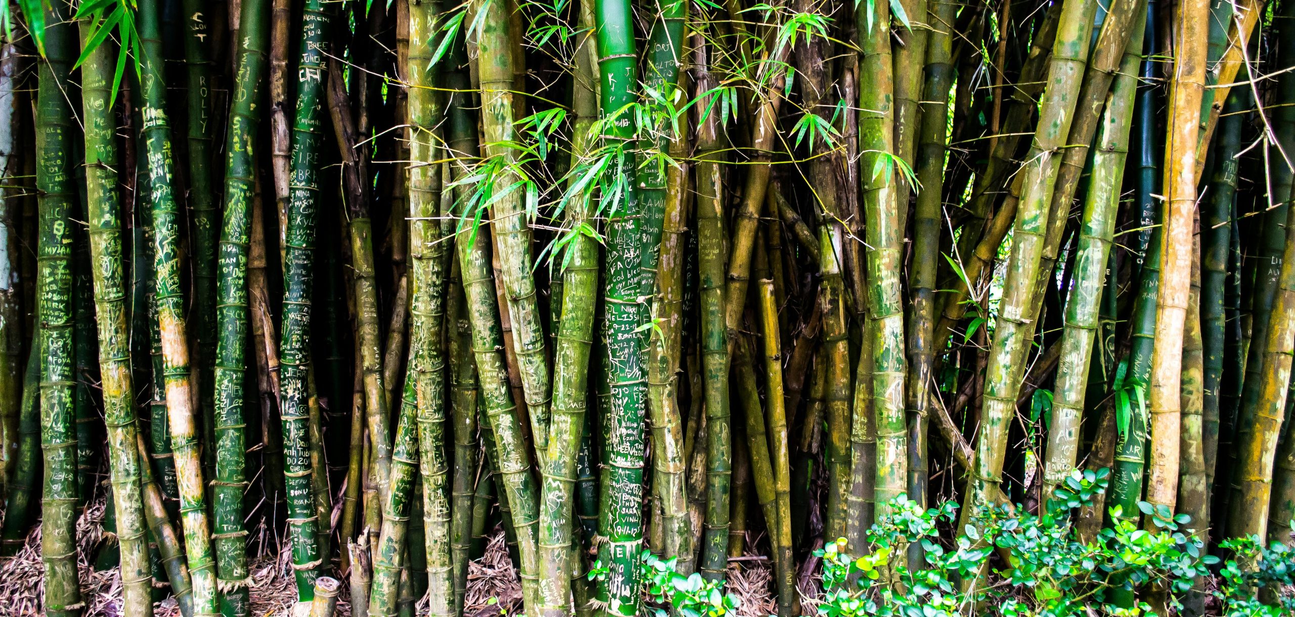 12 Wild Materials That Can Do More Than You Think