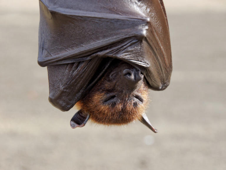 Unique bats that play vital roles in nature