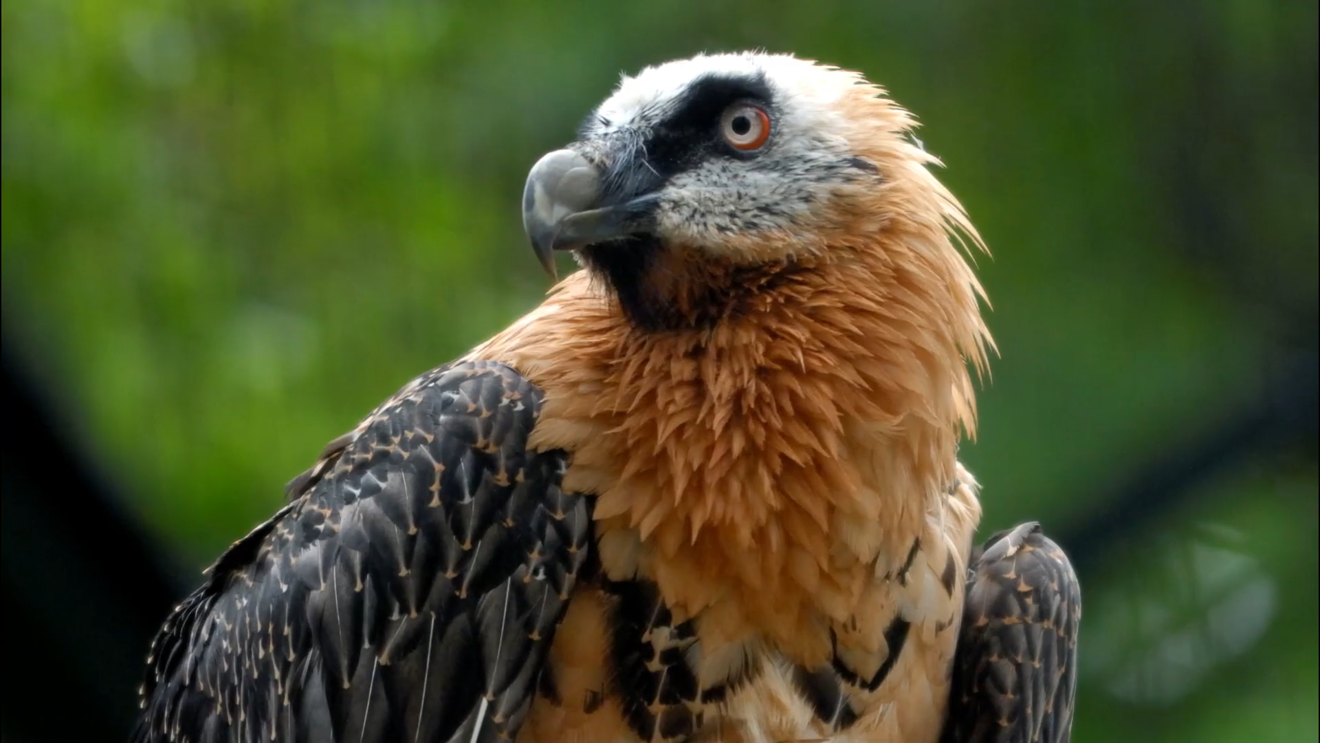 Europe’s Feathered Giants The Continent’s Most Massive Birds Revealed