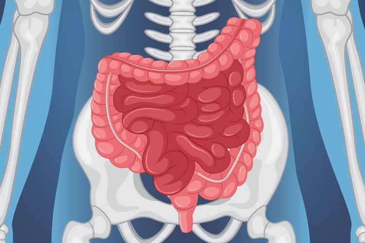 Apakah Benar Makanan Pedas Bisa Menyebabkan Usus Buntu? Ketahui tentang ...