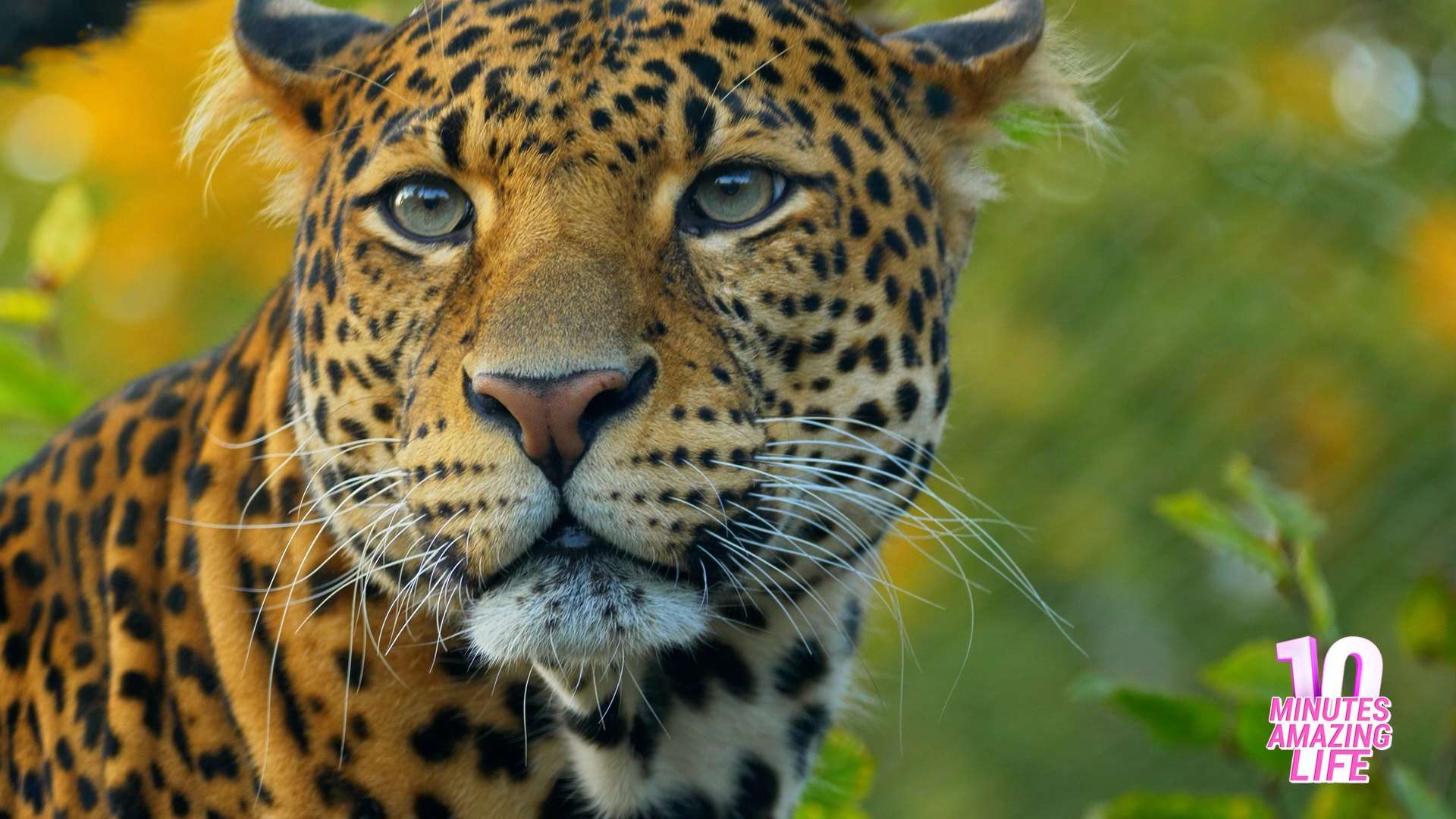 Leopard Watching the Forest in Silence