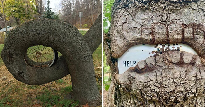 40 Times People Saw Trees ‘Devouring’ Random Objects And Just Had To ...