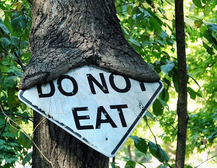 40 Times People Saw Trees ‘Devouring’ Random Objects And Just Had To ...