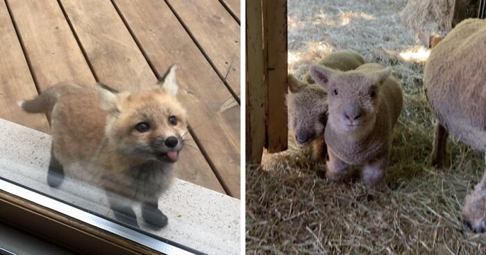 50 Baby Animals That Are So Cute, Your Brain Might Not Comprehend How ...