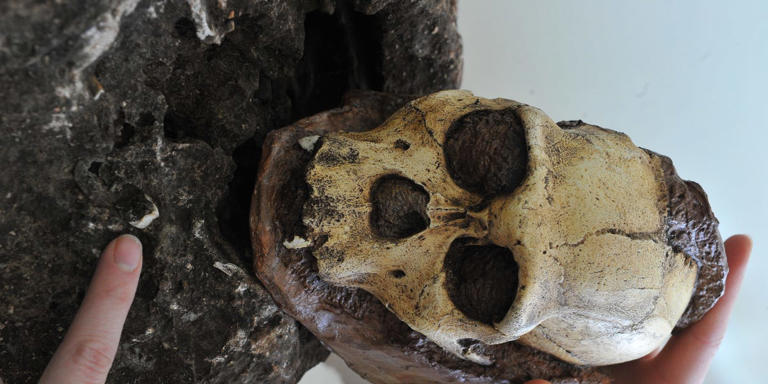 She Was Half Ape, Half Human—and She May Hold the Secret to What Makes ...