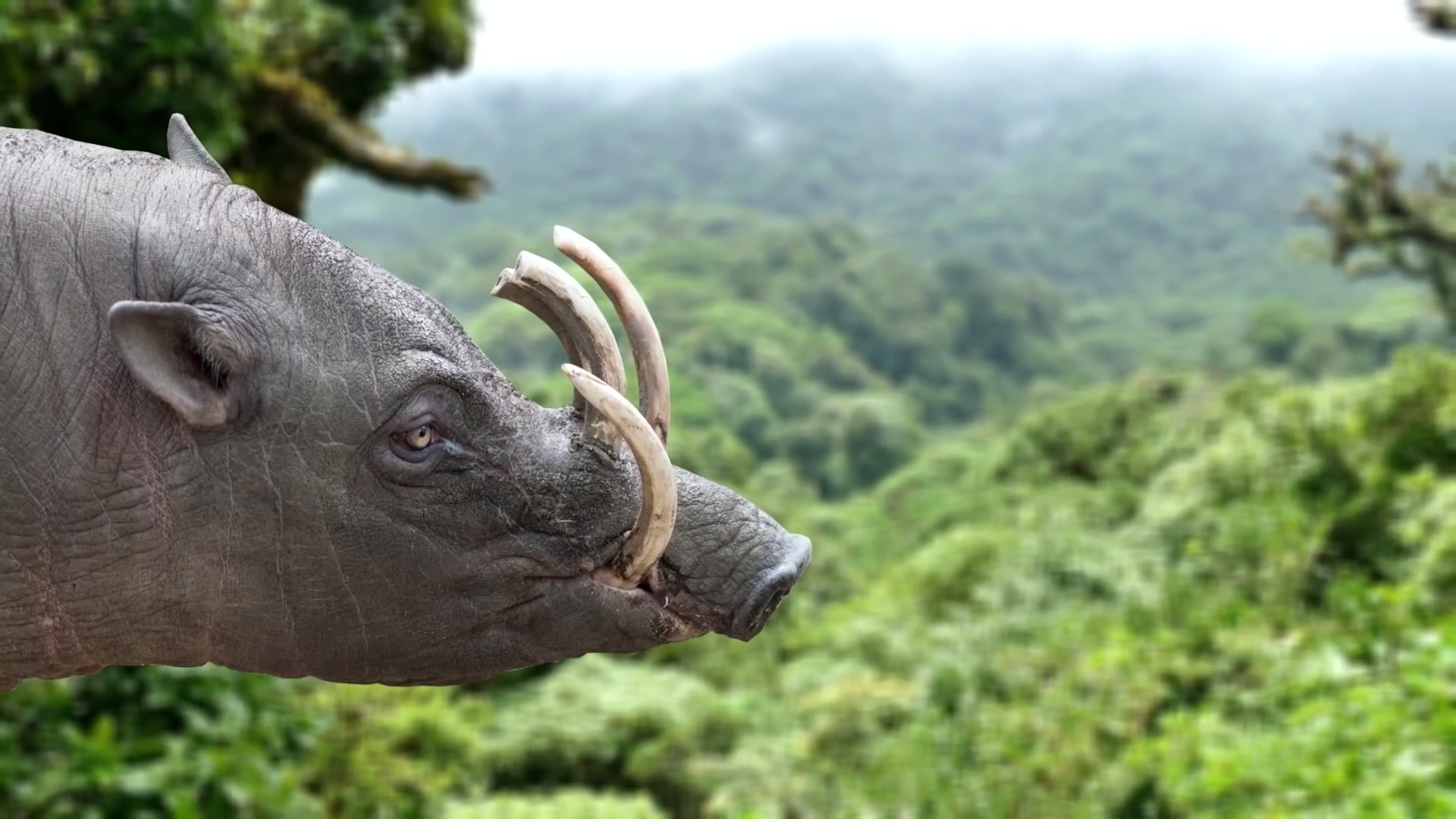 Animal Skulls Quiz The Hidden Clues Nature Leaves Behind